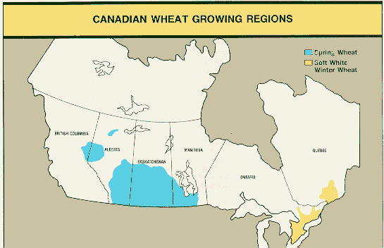 Spring Wheat, Canada: Acreage in contrazione - Materie Prime ...