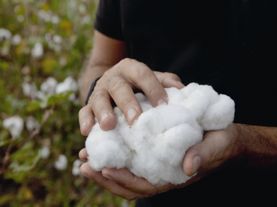 Cotone: produzione mondiale in calo - Materie Prime - Commoditiestrading