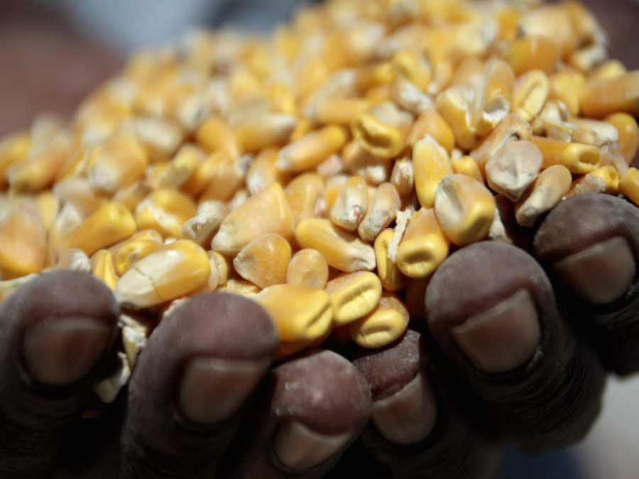 Corn: in Sud Africa si parte bene - Materie Prime - Commoditiestrading