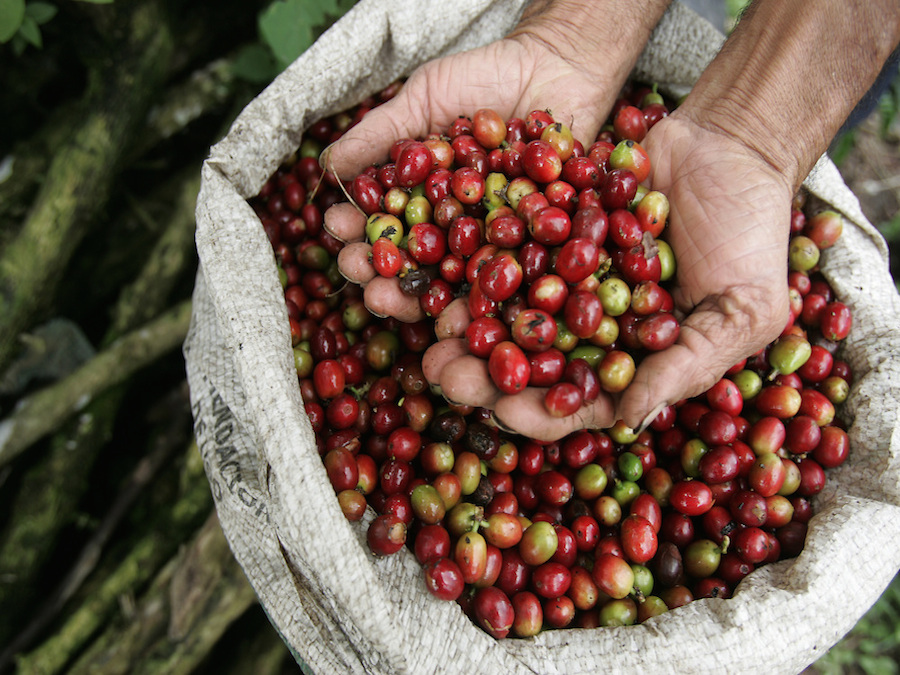 Caffè, Colombia: il raccolto prende il volo - Materie Prime ...