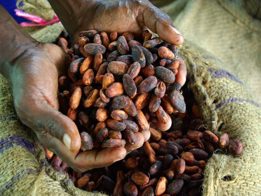 Cacao: il mercato sta per essere sommerso - Materie Prime ...