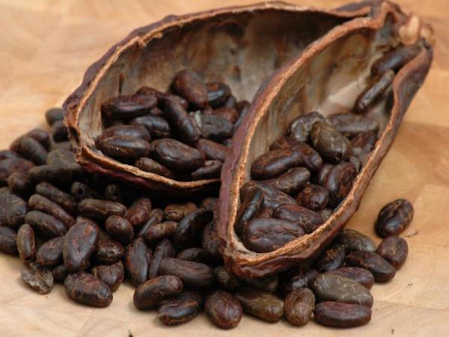 Cacao: si alleviano i timori per il Mid Crop della Costa d’Avorio ...