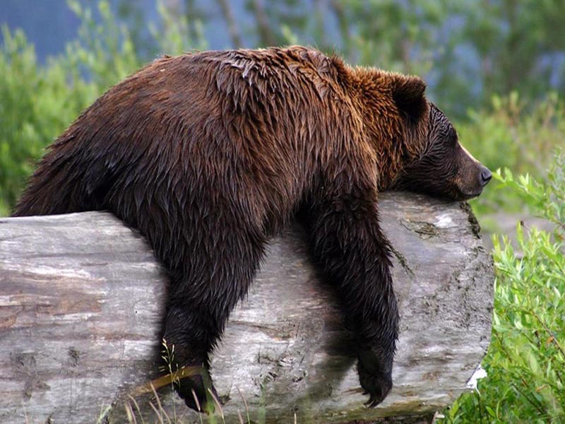 Petrolio: gli Orsi sono in letargo? - Materie Prime - Commoditiestrading