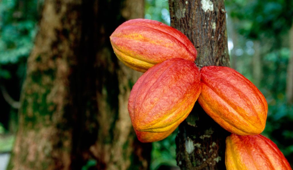 Cacao, Costa d’Avorio: le piogge aiutano il Mid Crop - Materie Prime ...